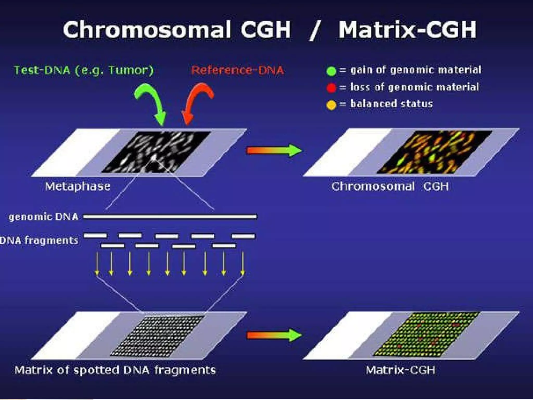 8 Chromosome Disorder | PPT