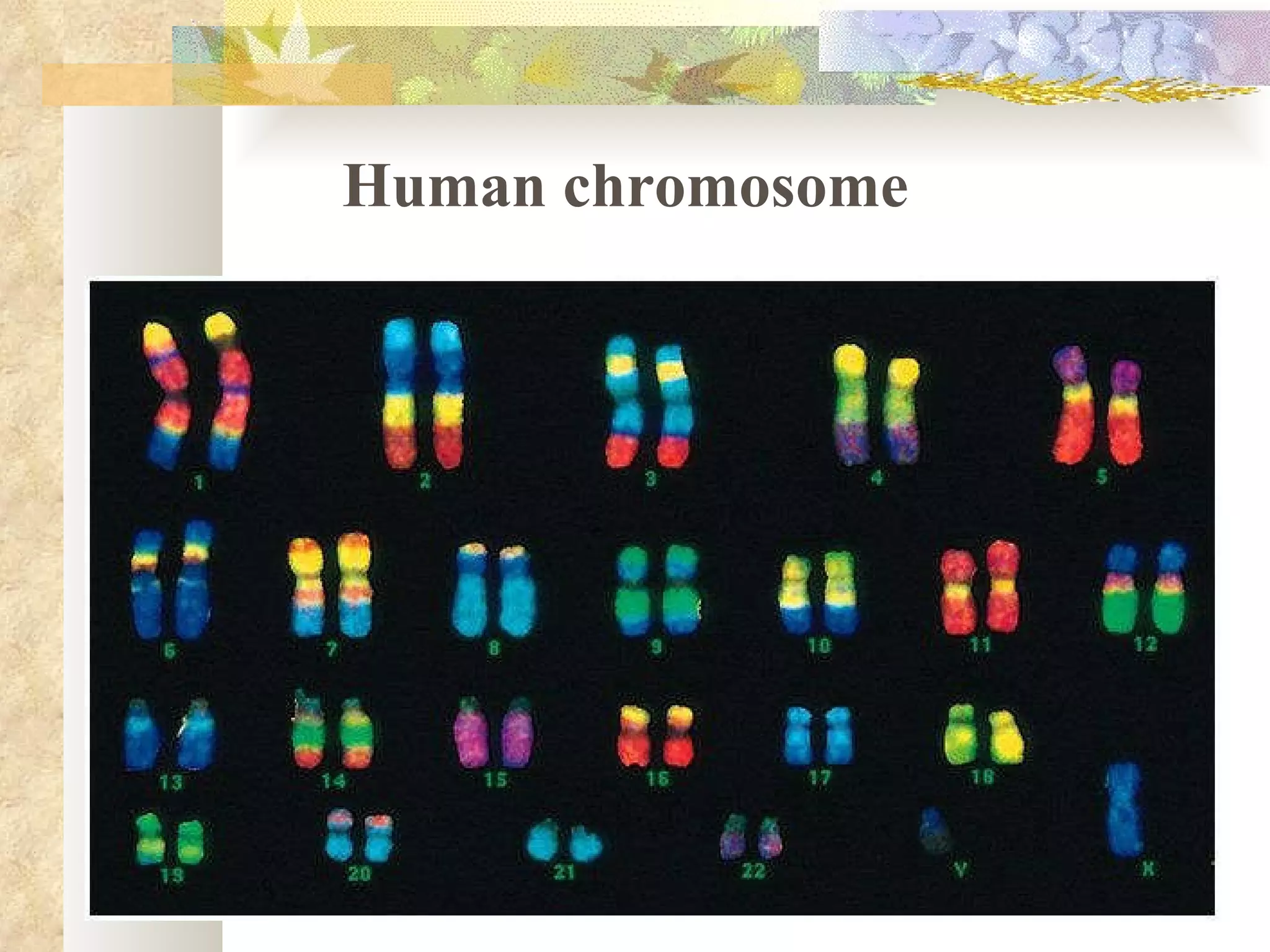 8 Chromosome Disorder | PPT