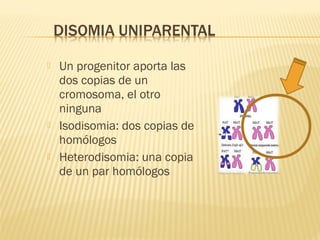 citogenetica clinica | PPT