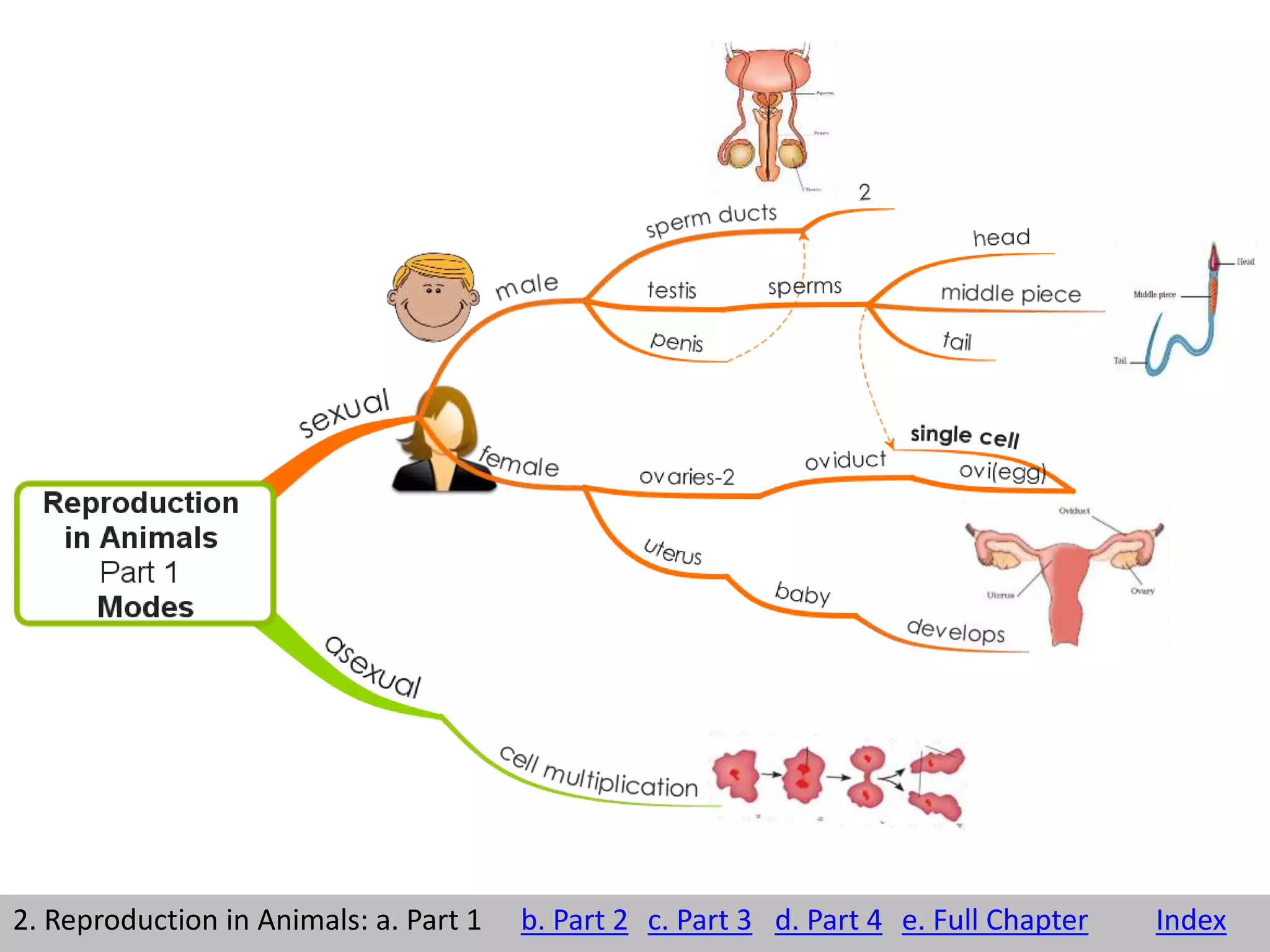 8 class science sample mindmaps | PPTX | Science
