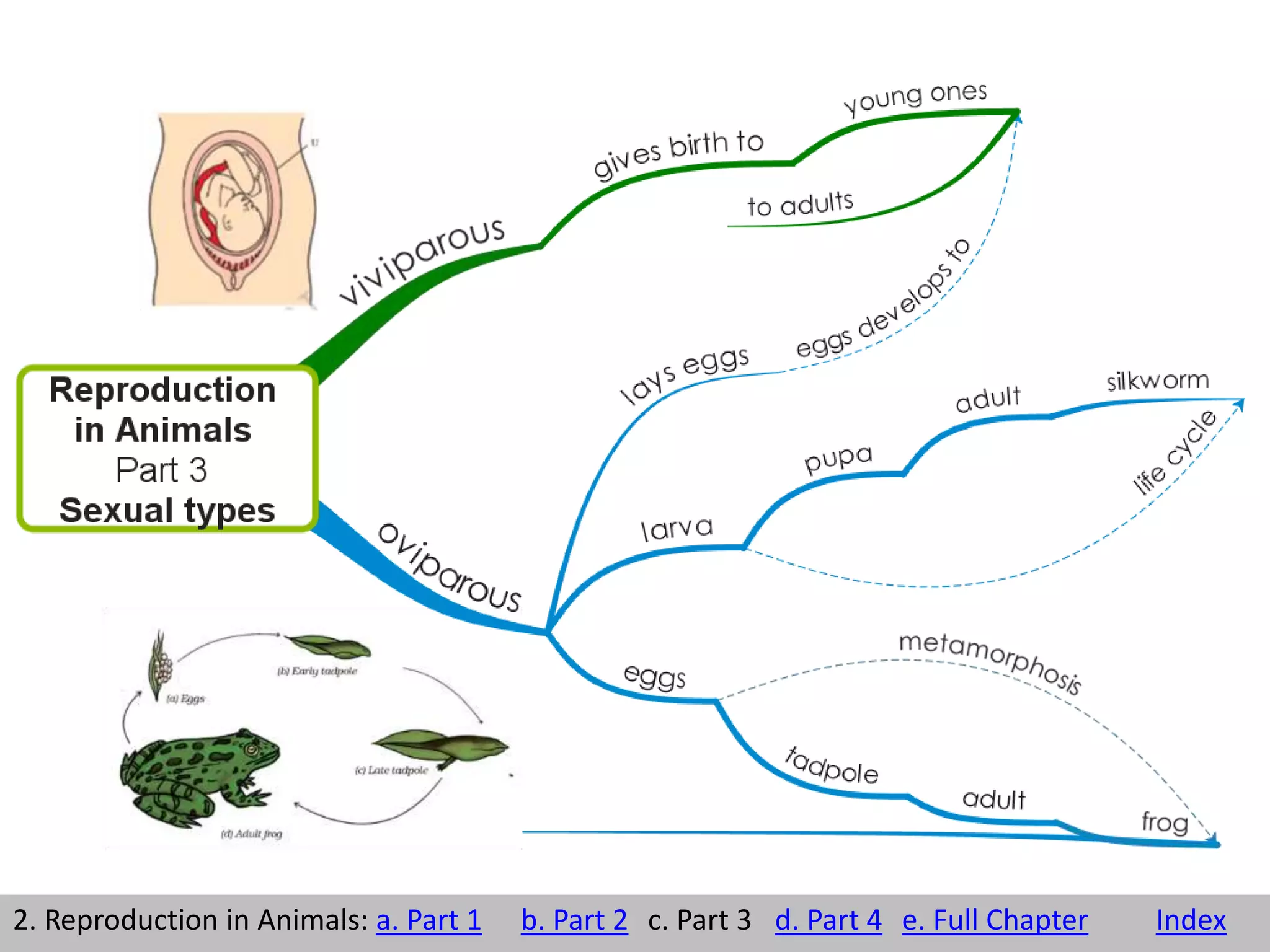 8 class science sample mindmaps | PPTX