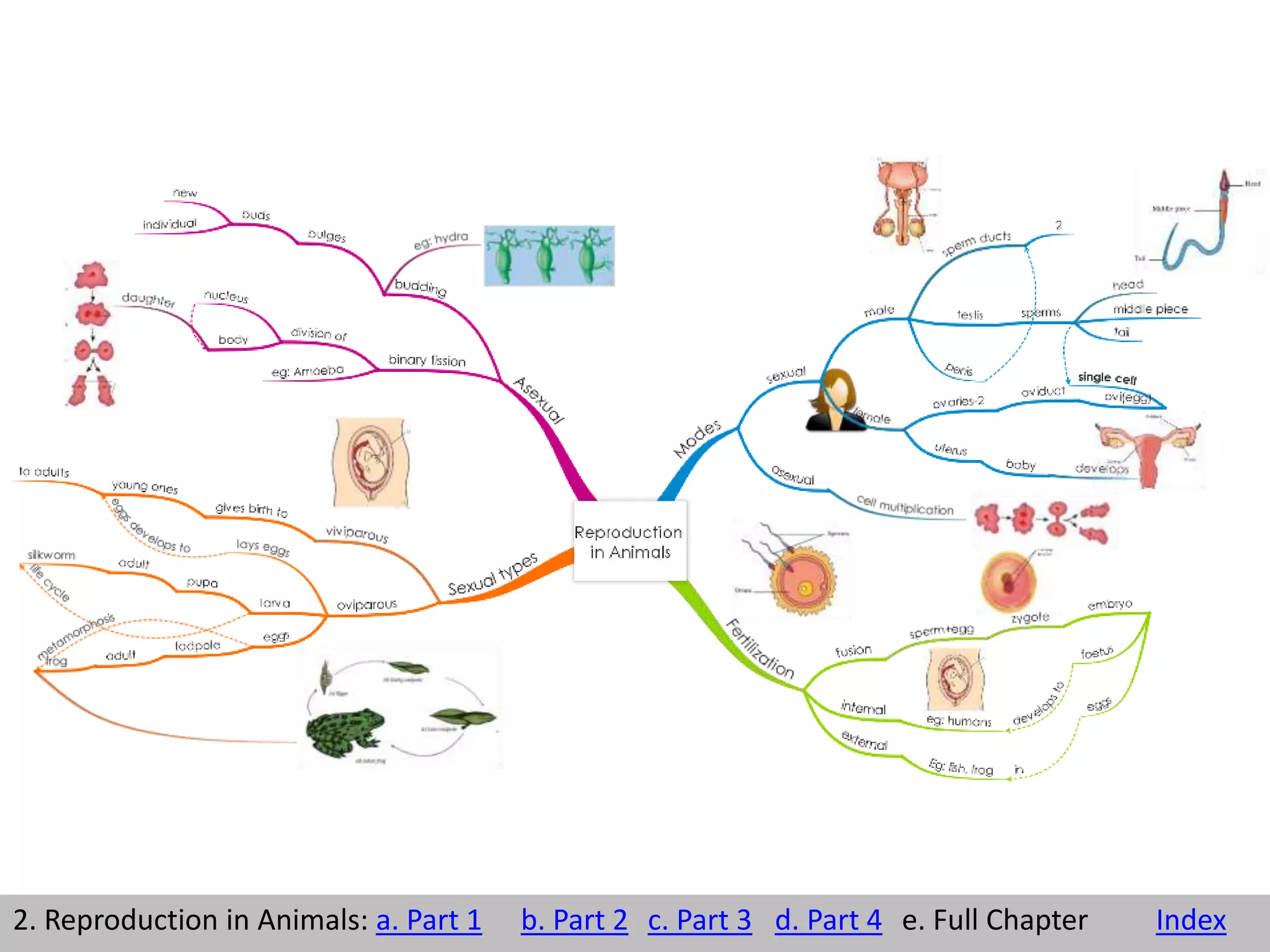 8 class science sample mindmaps | PPTX
