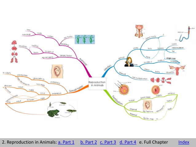 8 class science sample mindmaps | PPTX | Science
