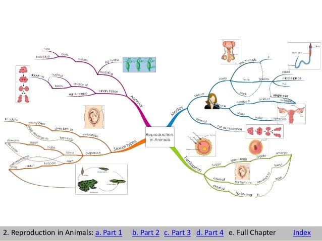 8 class science sample mindmaps