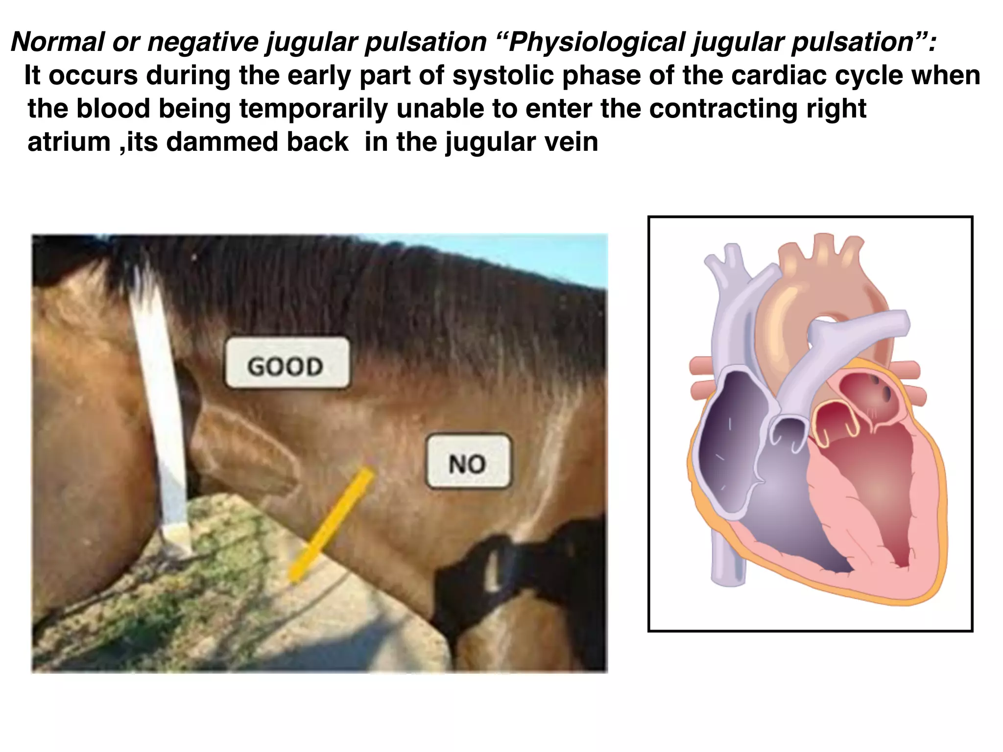 8 clinical examination of cardiovascular system in animals | PDF