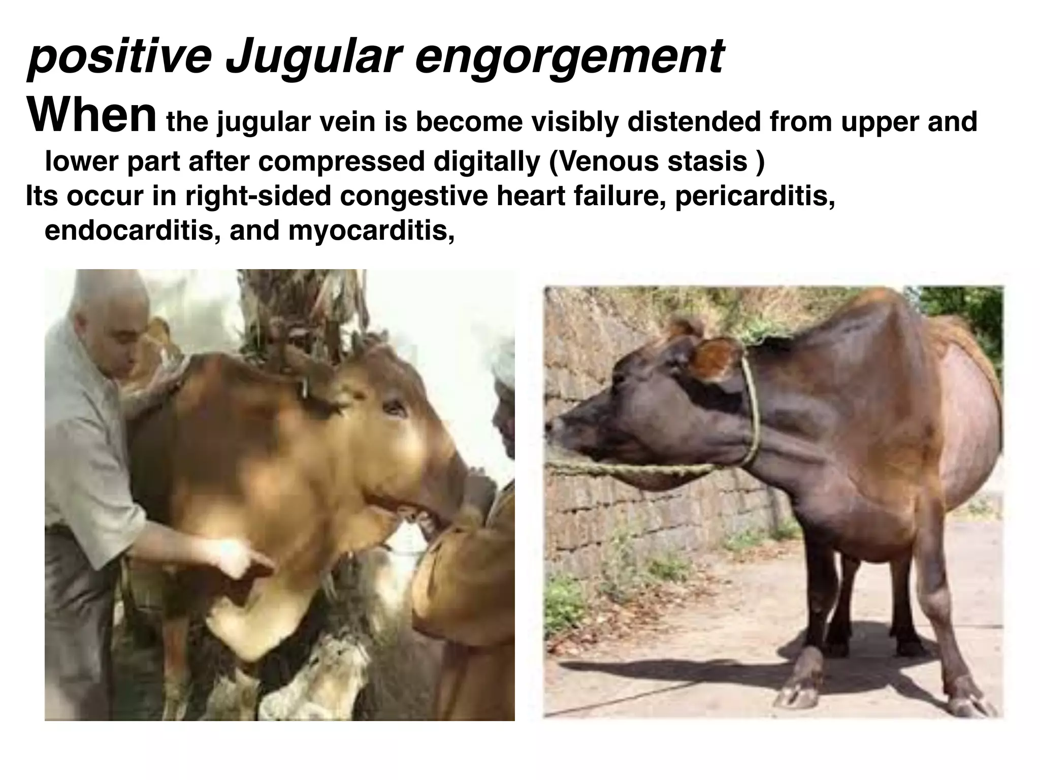 8 clinical examination of cardiovascular system in animals | PDF