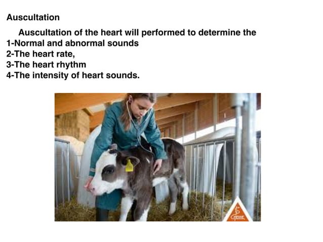 8 clinical examination of cardiovascular system in animals | PDF ...