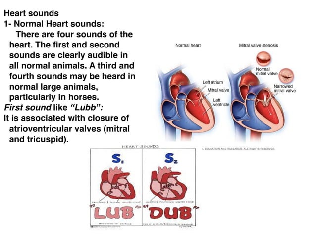 8 clinical examination of cardiovascular system in animals | PDF ...