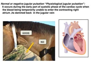8 clinical examination of cardiovascular system in animals | PDF