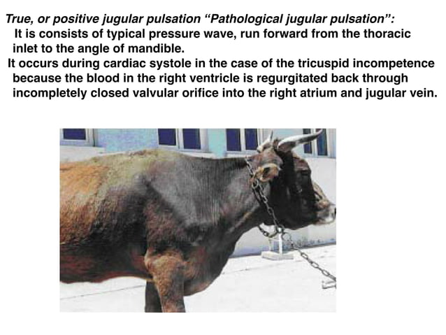 8 clinical examination of cardiovascular system in animals | PDF ...