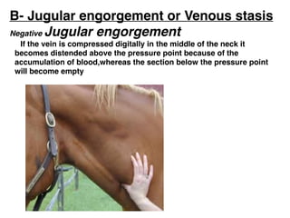 8 clinical examination of cardiovascular system in animals | PDF