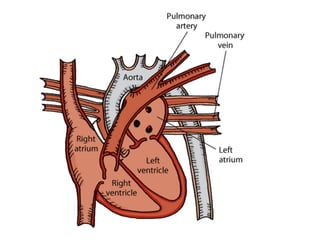 8 clinical examination of cardiovascular system in animals | PDF