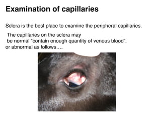 8 clinical examination of cardiovascular system in animals | PDF