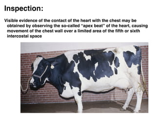 8 clinical examination of cardiovascular system in animals | PDF