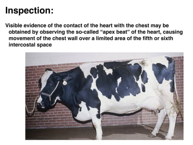8 clinical examination of cardiovascular system in animals | PDF ...