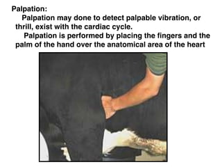 8 clinical examination of cardiovascular system in animals | PDF