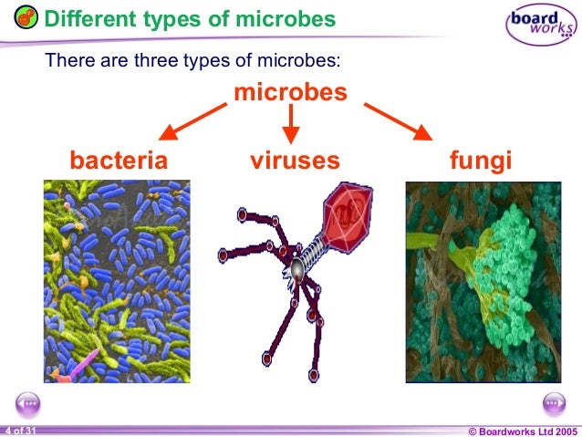 8 c microbes & disease (boardworks)