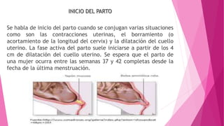 Procesos del embarazo mes a mes | PPT