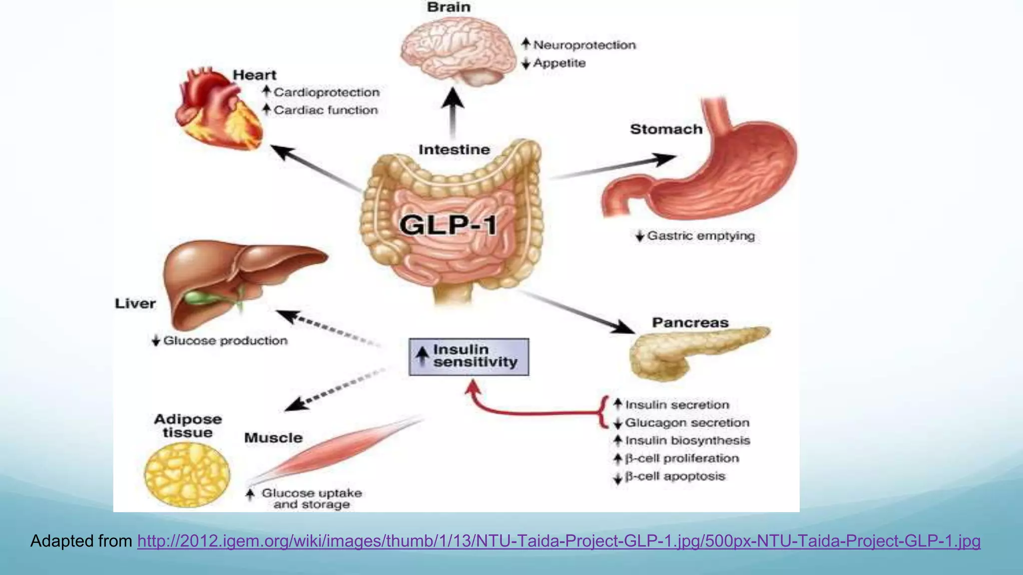GLP-1 Agonist | PPTX