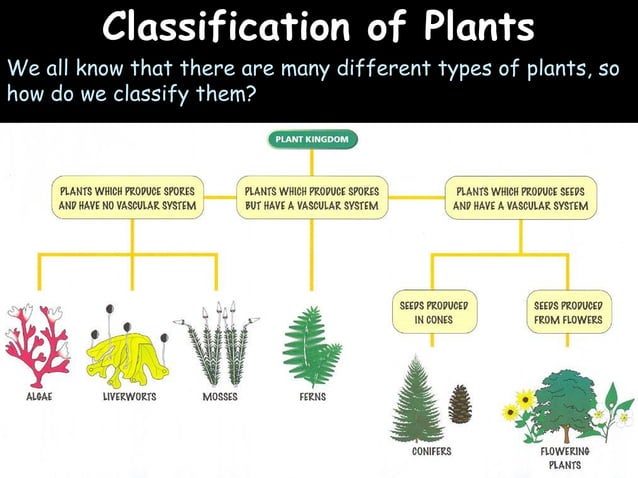 8 d ecological relationships | PPT
