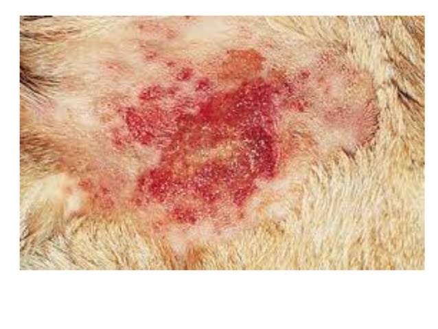 8 dermatology (skin diseases) | PPT