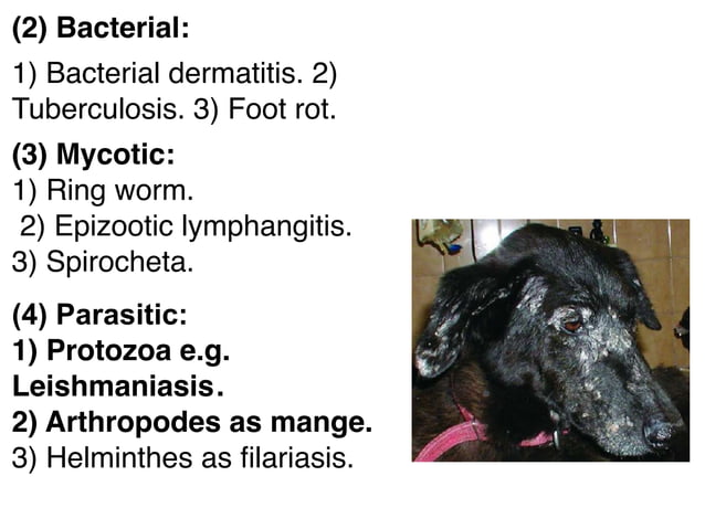 8 dermatology (skin diseases) | PPT