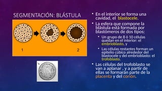 8_desarrollo_embrionario PRESENTACION CON DIAPOSITIVAS | PPT