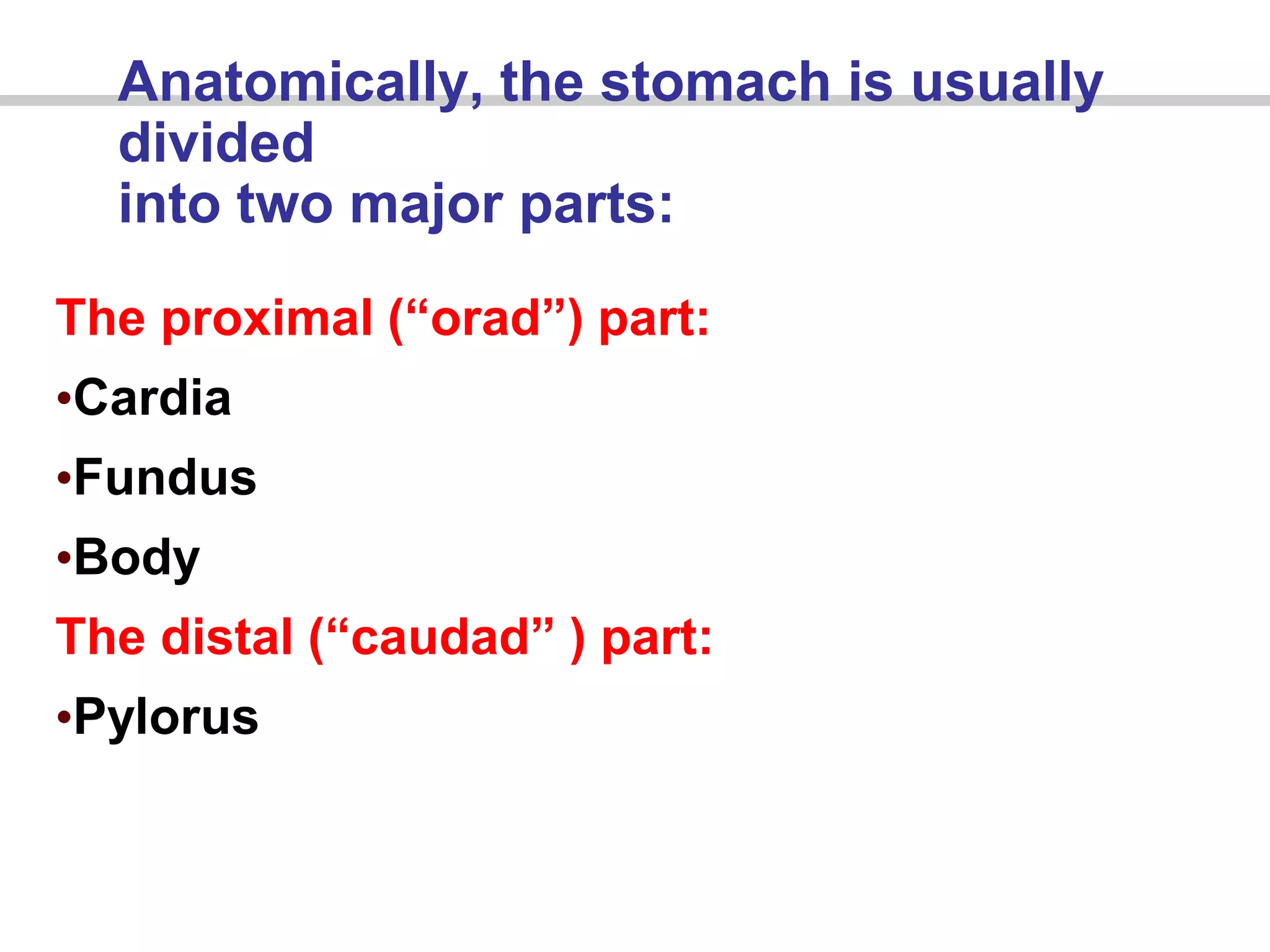 digestives system Physiology | PPT