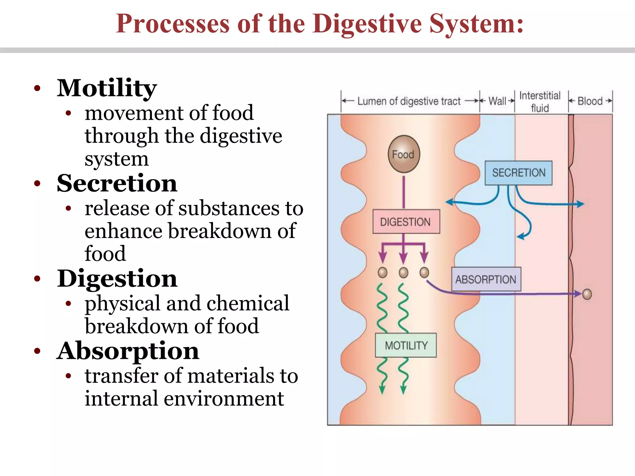 digestives system Physiology | PPT