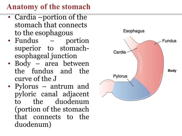 digestives system Physiology | PPT