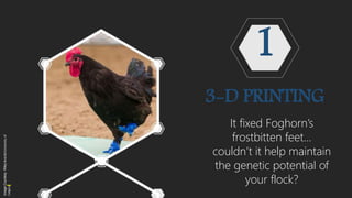 Flocking to digital: The future of poultry technology | PPT