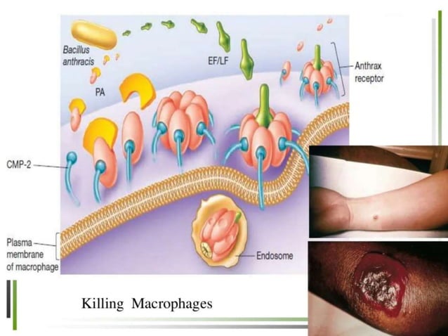 8. Disease causing microorganisms (Microbiology) | PPTX