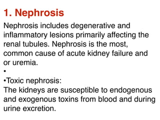 8 diseases of the kidney | PDF