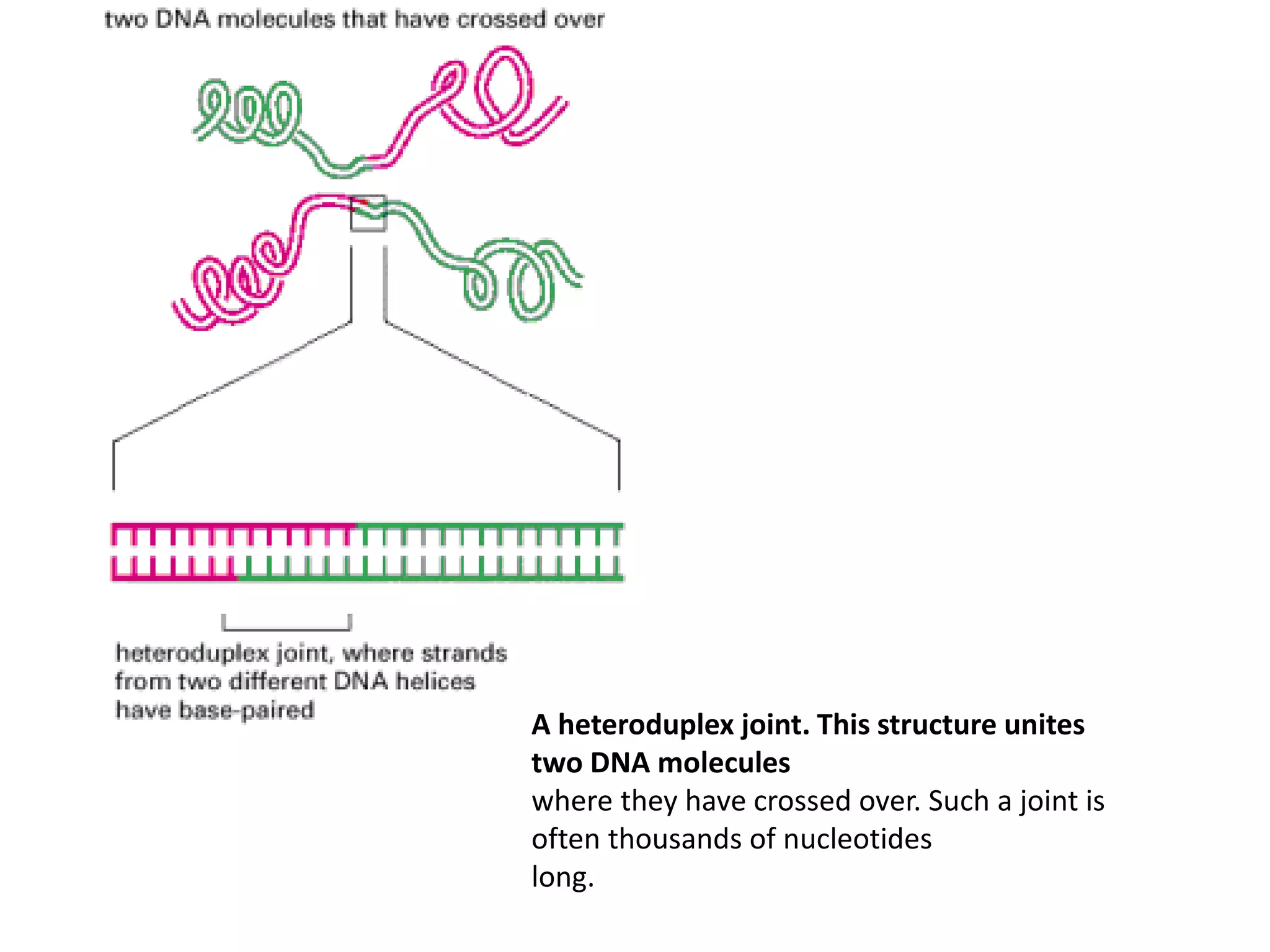 10 DNA replication | PPTX