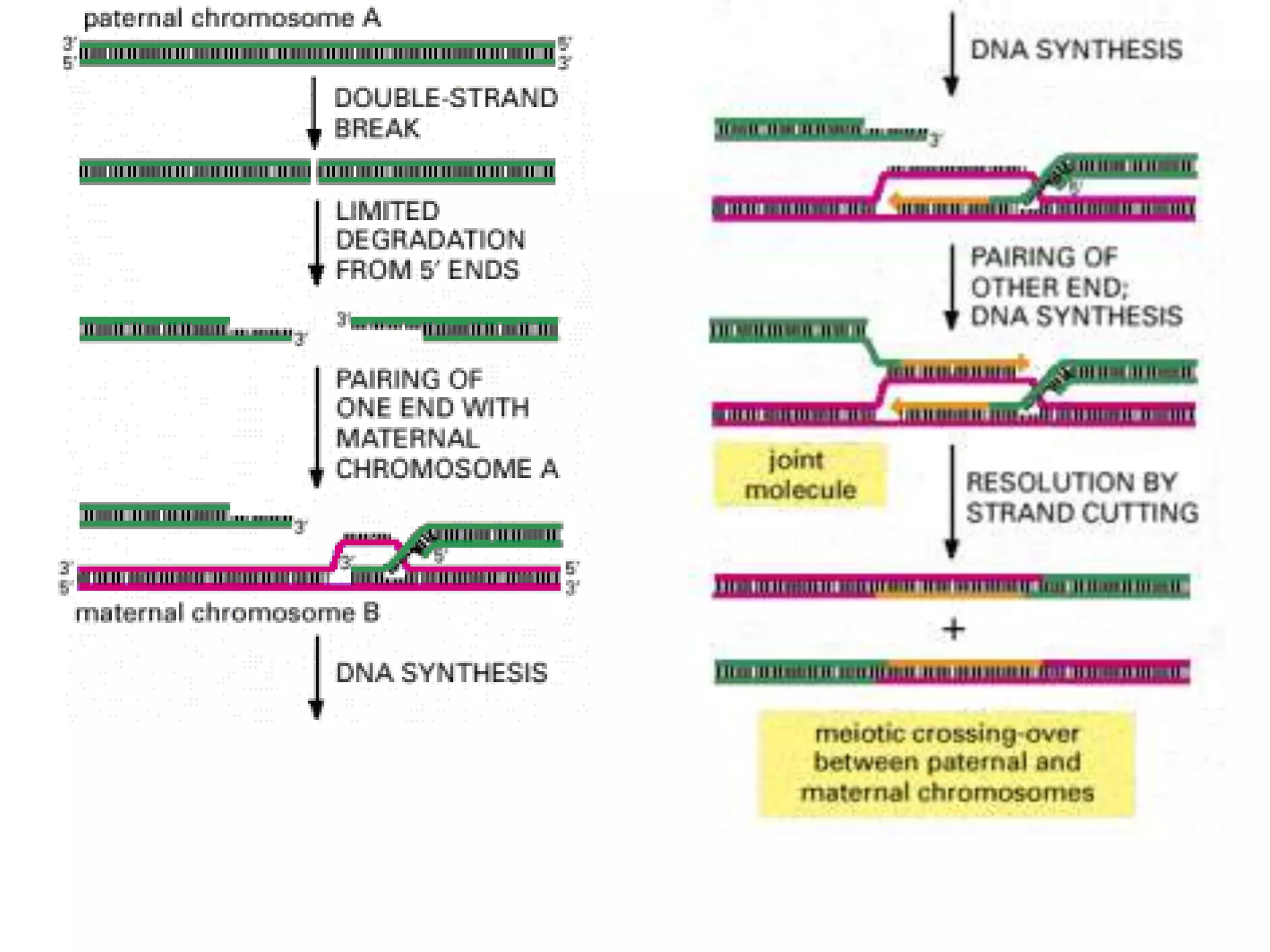 10 DNA replication | PPTX