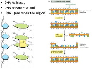 10 DNA replication | PPT