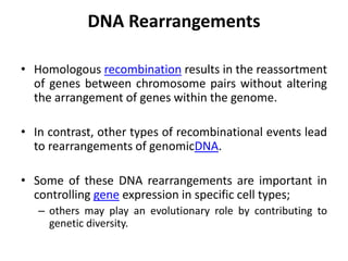 10 DNA replication | PPT