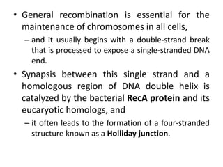 10 DNA replication | PPTX