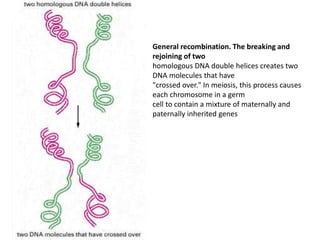 10 DNA replication | PPT