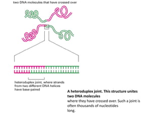 10 DNA replication | PPTX