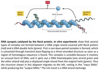 10 DNA replication | PPTX