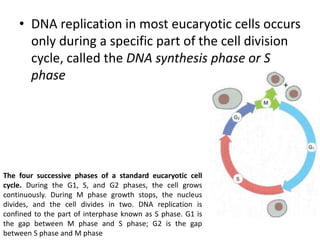 10 DNA replication | PPT