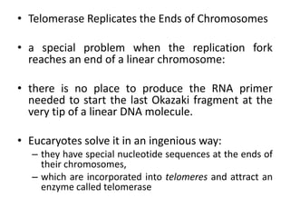 10 DNA replication | PPT
