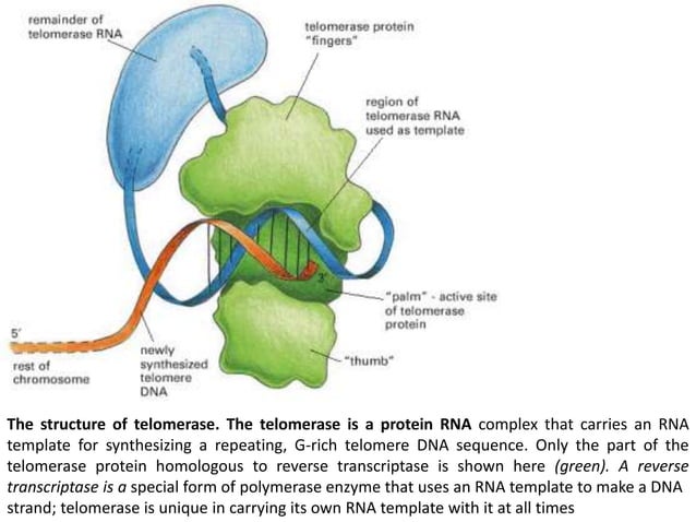 10 DNA replication | PPTX