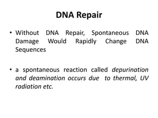 10 DNA replication | PPT