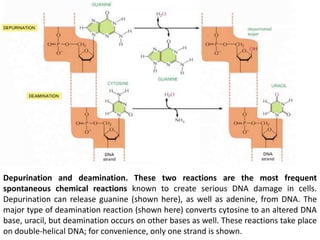 10 DNA replication | PPT