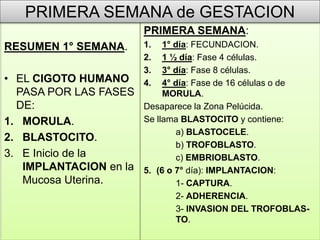 10. 1° Semana_de_gestacion | PPTX