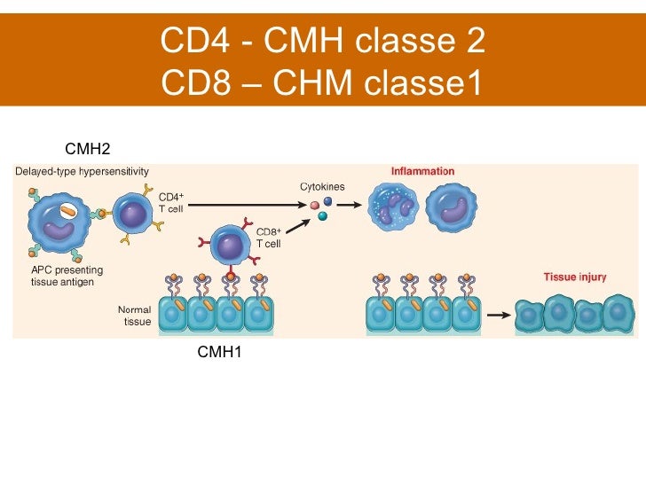 Cours 8 - Dysimmunité