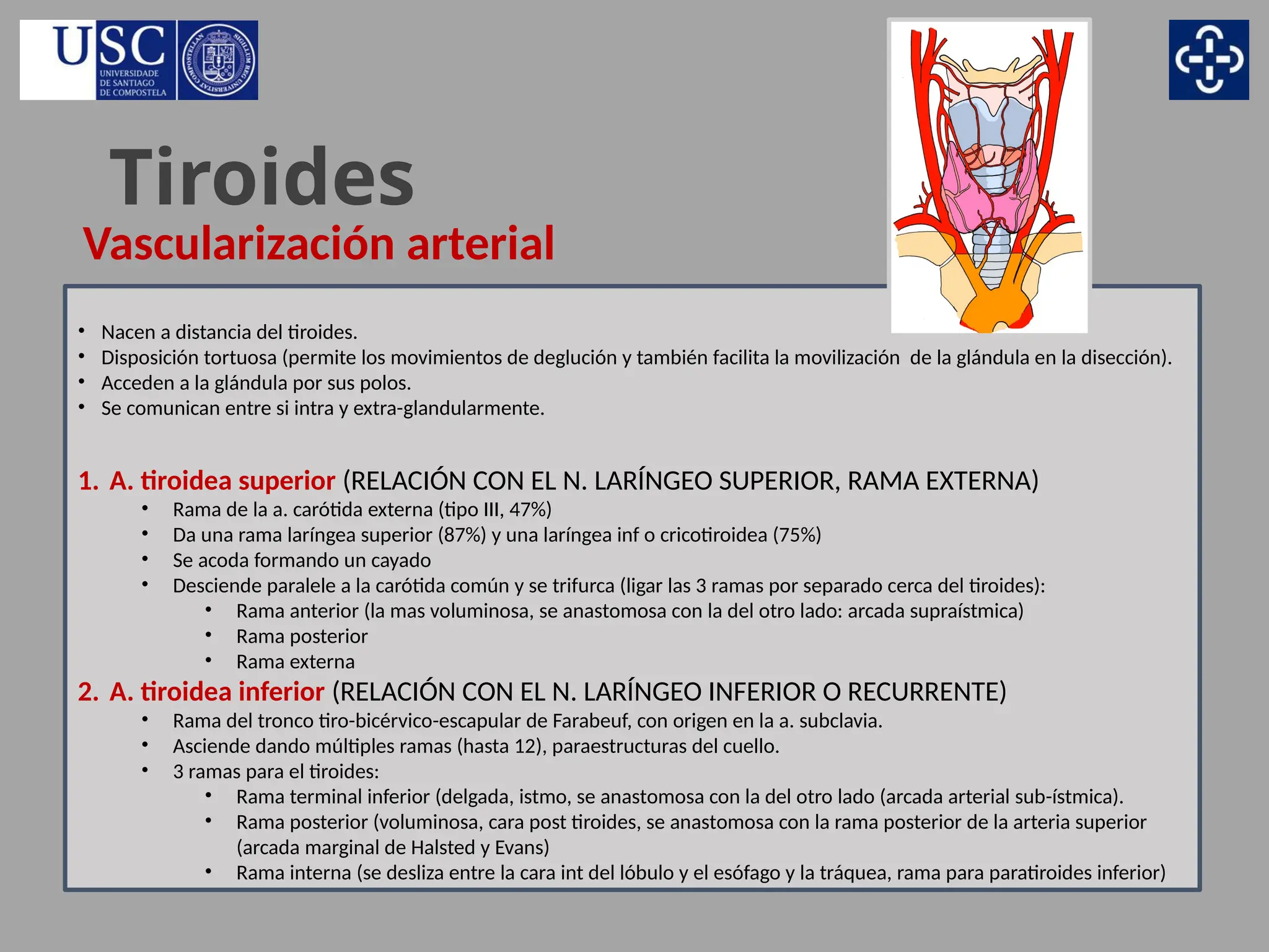 Tiroides en sistema endocrino y glándulas paratiroides | PPTX