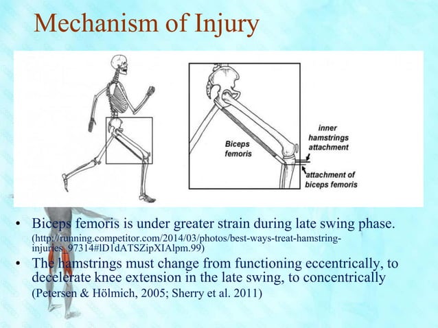 Interventions for prevention and rehabilitation of hamstring injuries | PPT